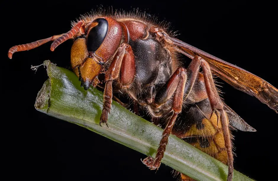 7 Essential Steps for Hornet Removal in Knoxville Homes - Colonial PC